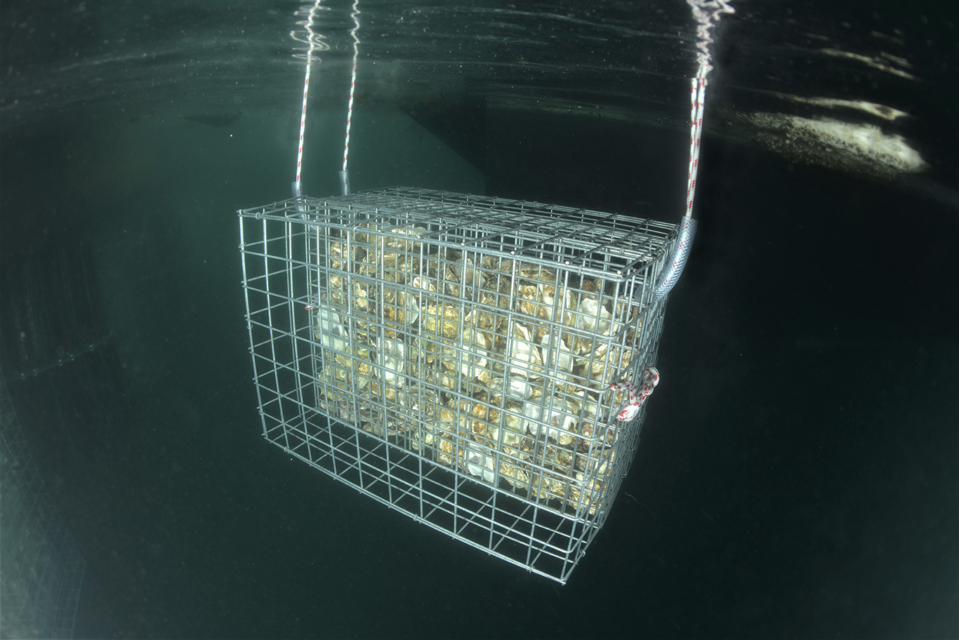 Biohut Saint-Tropez - Port de Saint-Tropez